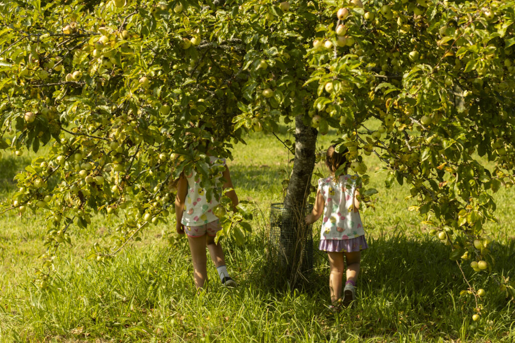 Join the Big Branscombe Apple Pick - East Devon National Landscape